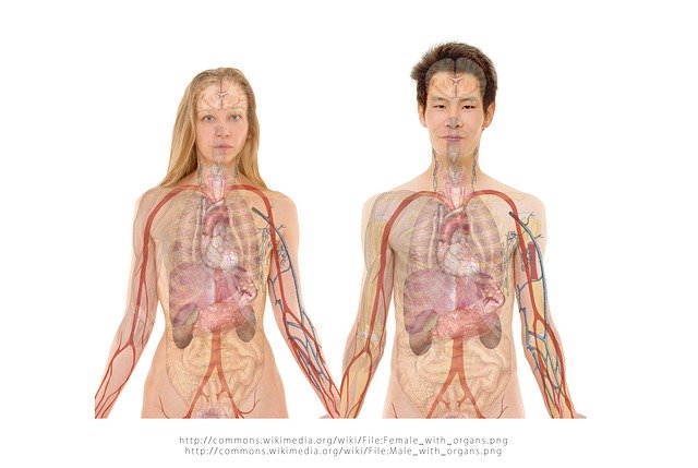 Male and Female Body Cardiovascular/Respiratory System | Stay Fit Indoors